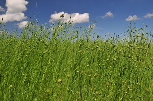 Flax - Bio Based Press