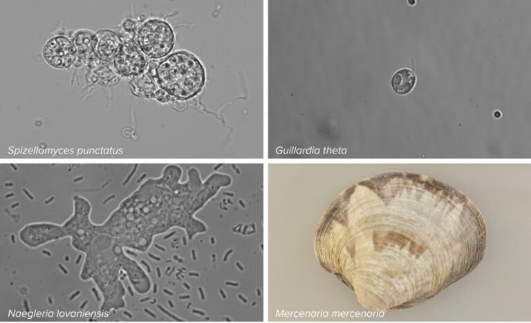 Cripsr-Cas - Bio Based Press